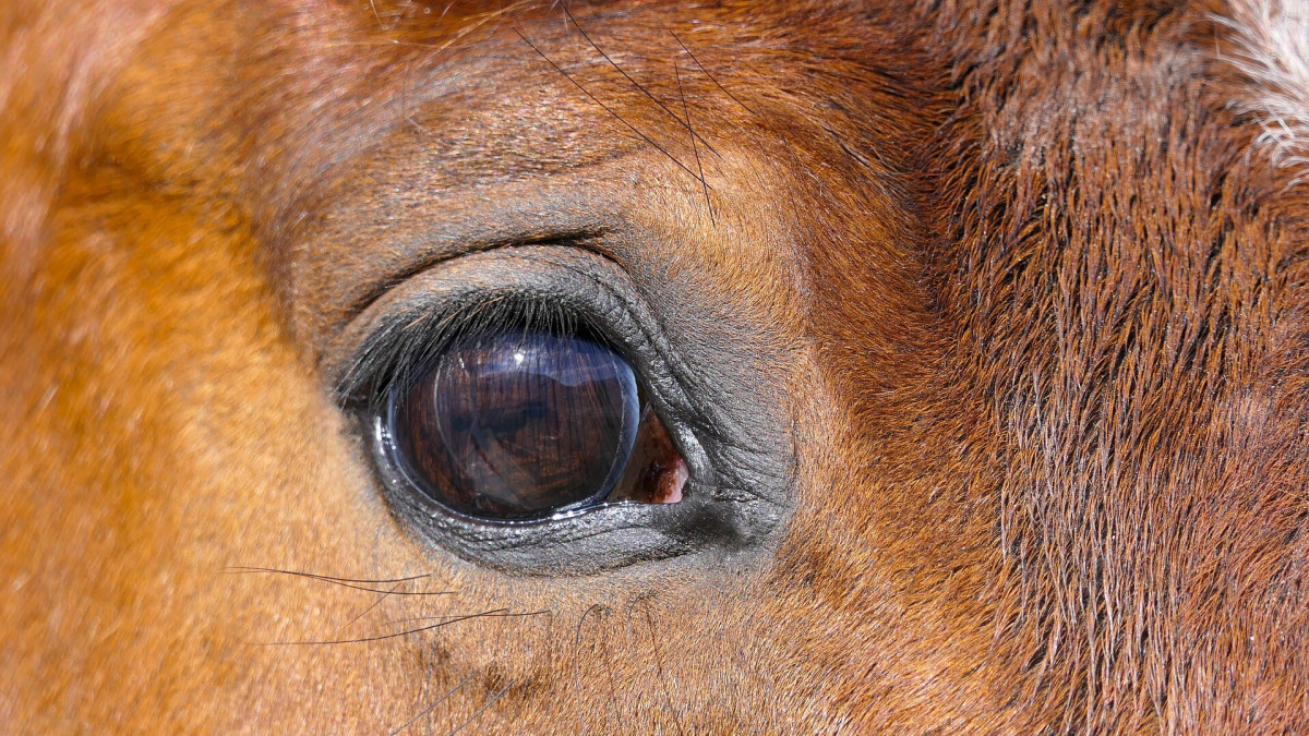 Les 7 signes qui prouvent que votre cheval stresse